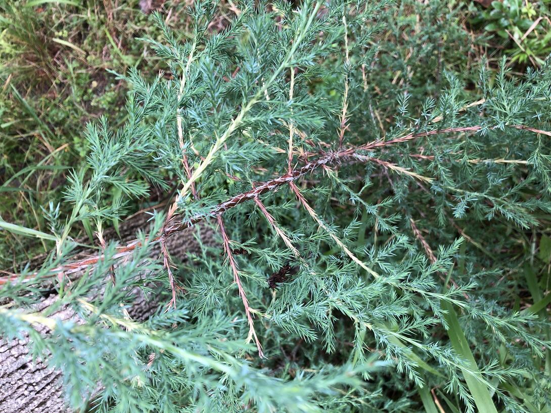 Eastern Redcedar | CMP Tree Selection Tool